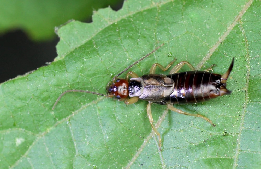 Earwigs Pest Control in Central Indiana | Freedom Pest Control