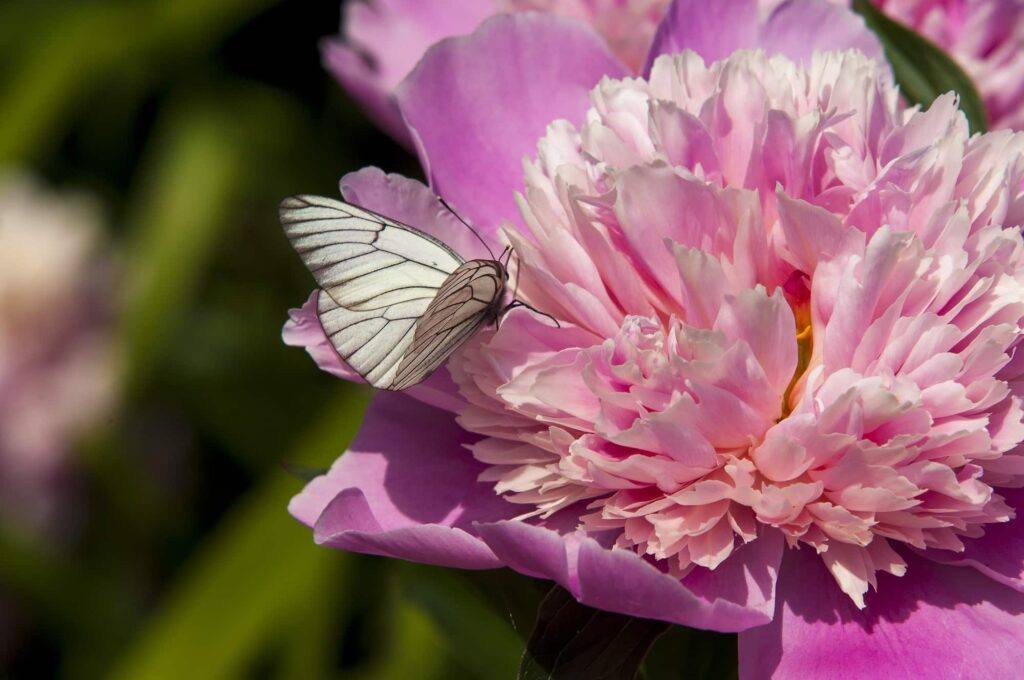 Spring Cleaning Includes Preparing for Bugs and Pests! | Freedom Pest ...