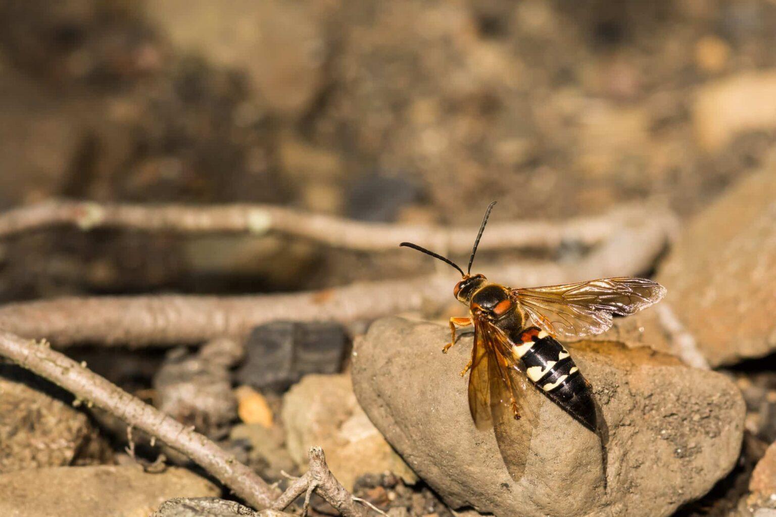 Indiana's Giant Wasp... the Cicada Killer Wasp | Freedom Pest Control
